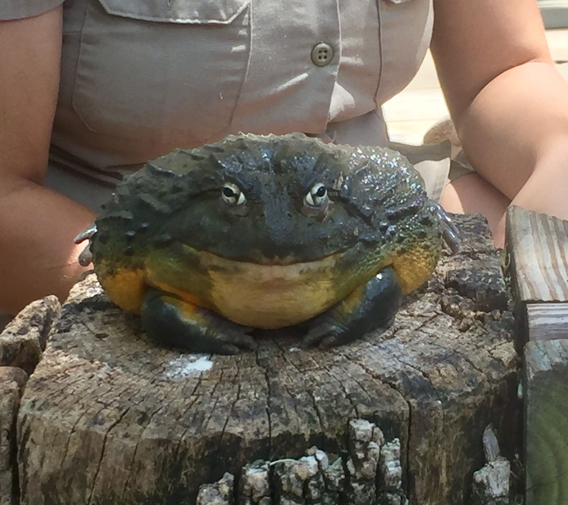 Branson's Promised Land Zoo